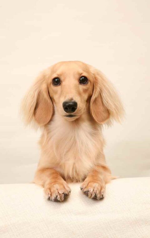 Jamnik Długowłosy - 10 Powodów Dla Których Pokochasz Tę Rasę